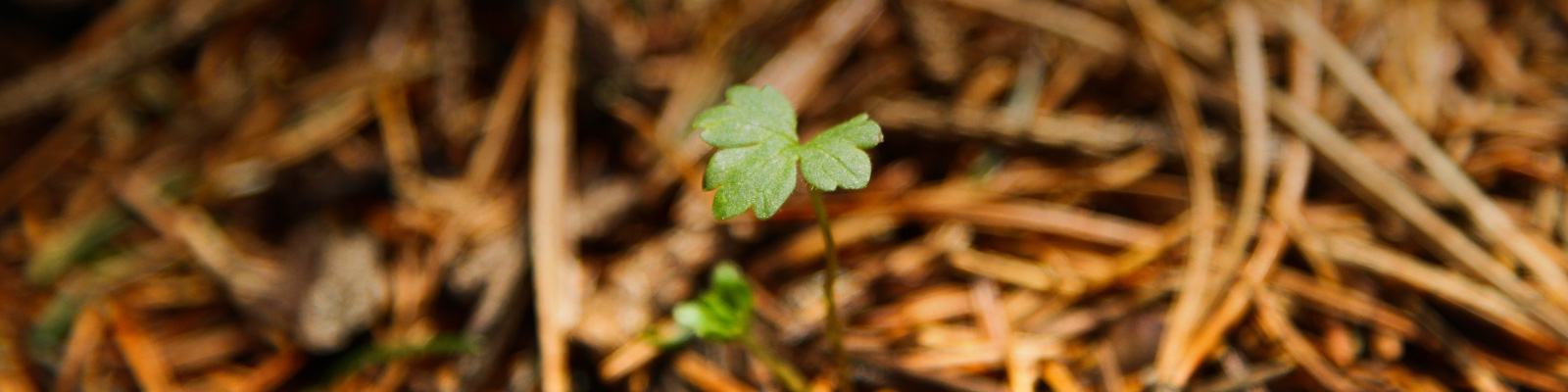 earth-sun-rise – Adrian First United Methodist Church